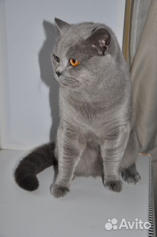 Породистый кот ждет кошечек