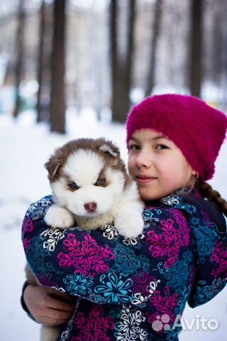 Голубоглазый кобель сибирский хаски