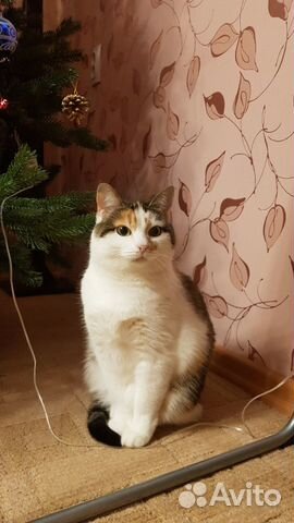 Отдам в добрые руки