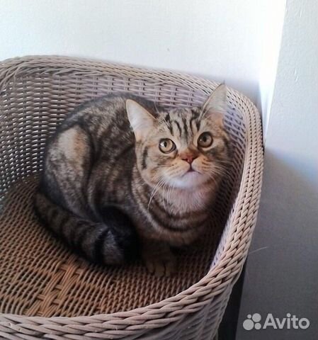 Шотландский кот в добрые руки Ирвин, котенок в дар