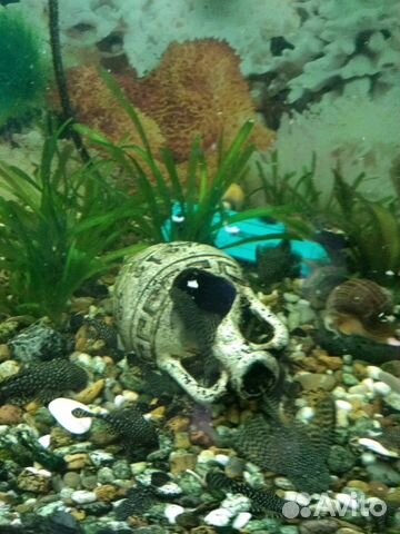 Сомики анциструс (размер разный)