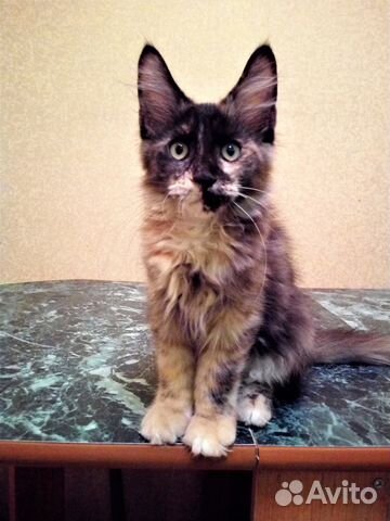 Клубные котята Мейн-Кун рыжие мальчики и черепашки