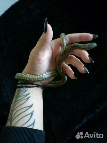 Узорчатый полоз с террариумом