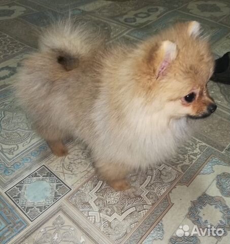 Щенок шпица