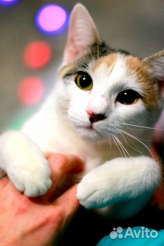 Кошка Камелия