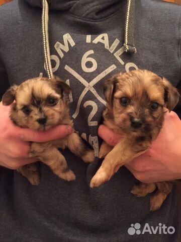 Щенки московского дракона