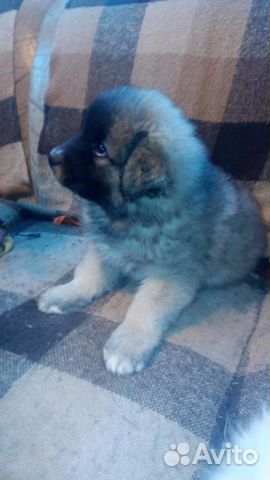 Щенок Вольфшпиц-Ньюфаундленд