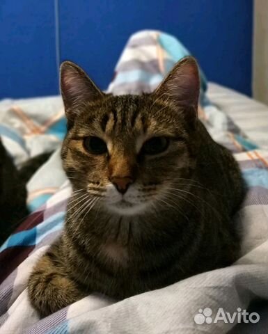 Кошка дворянка