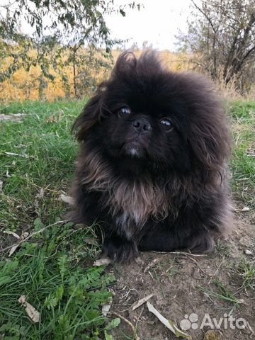 Вязка Пикинес