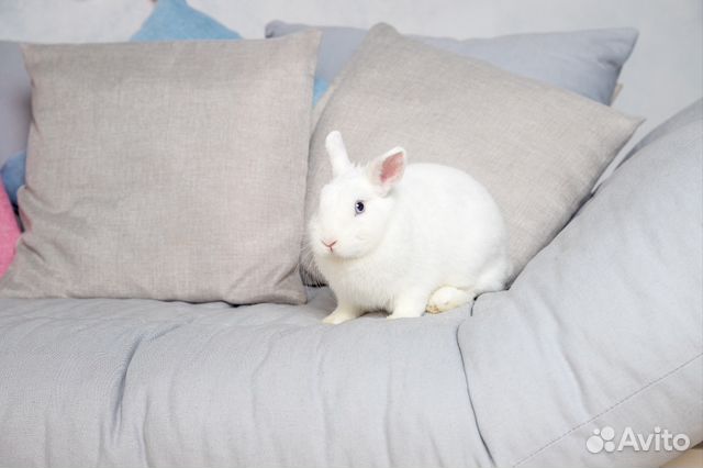 Кролик гермелин на вязку