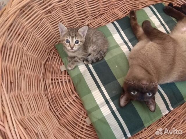 Котята-домовята