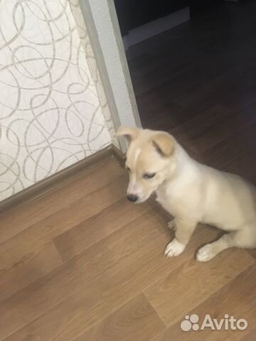 Милая собачка в добрые руки