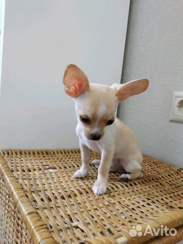 Супер малыш Чихуахуа (щенок 3 мес)