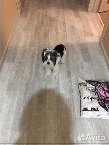 Продам биверенка)