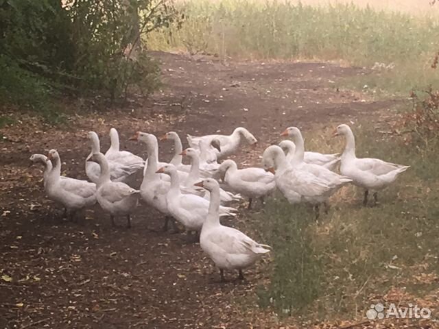 Продаю гусей