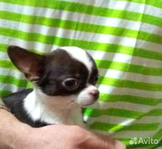 Супер мини шоколадка