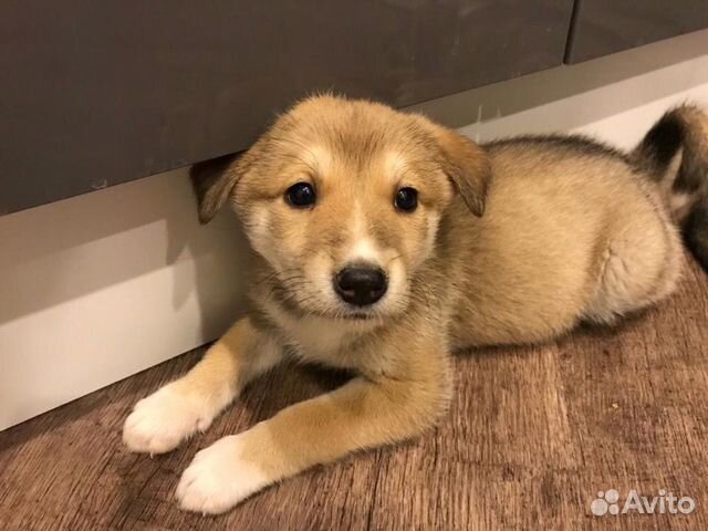 Бусинка ищет дом