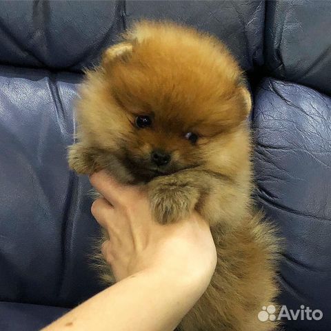 Шикарная девочка мишка