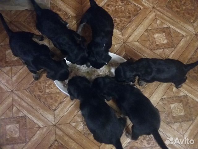 Щенки спаниеля