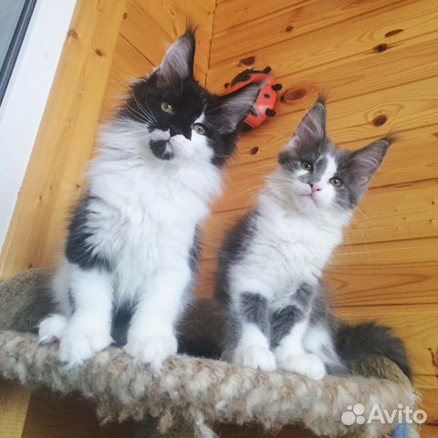 Огромный выбор котят Мейн кунов
