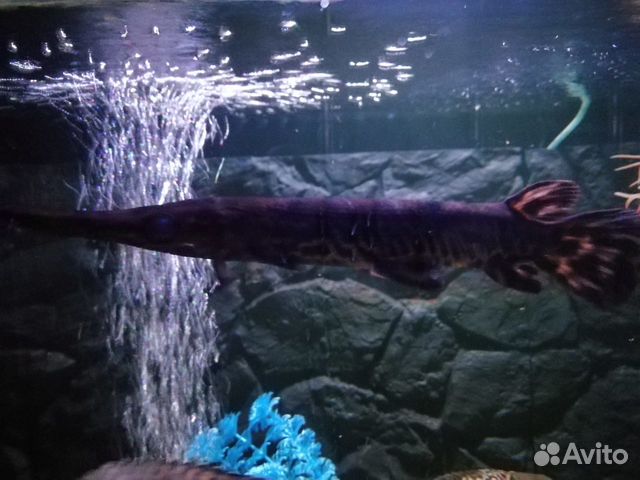 Аквариумная панцирная щука