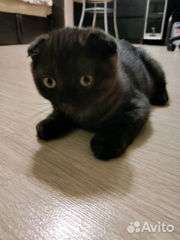 Шотландский вислоухий черный фолд котенок