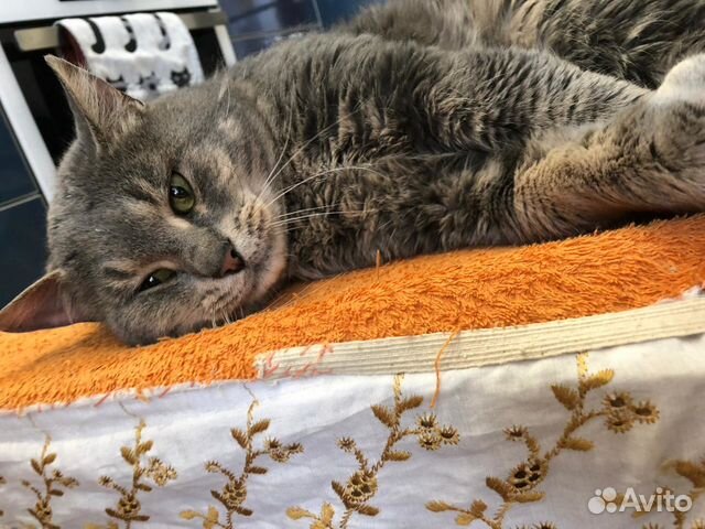 Нужен тёплый дом