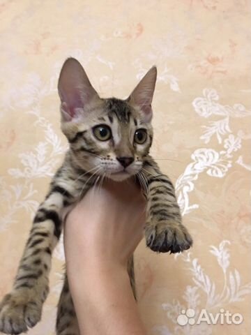 Котёнок-бенгалёнок