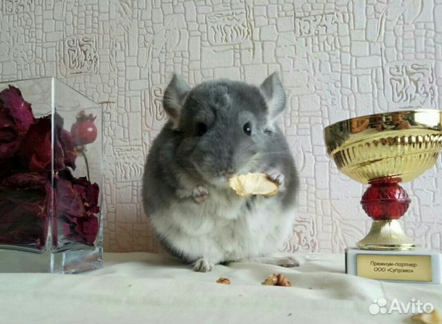 Покладистые шиншиллы для вашего ребенка