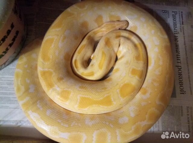 Тигровый питон