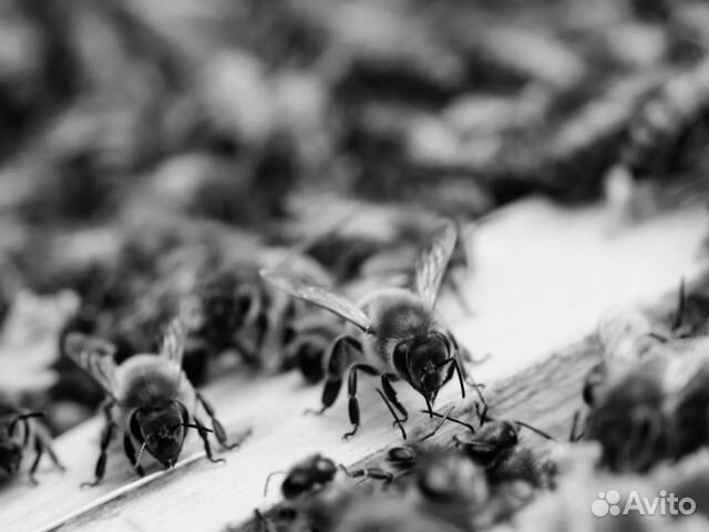 Пчелы Пчелопакеты отводки
