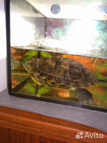 Красноухая черепаха ищет себе новый дом, литров на