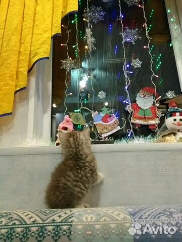 Пушистые вислоухие и прямоухие комочки счастья