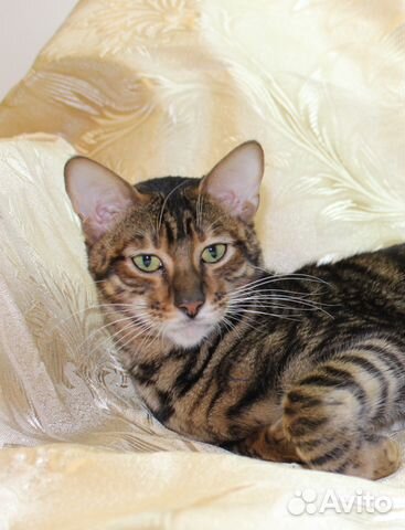 Кошечка тойгер