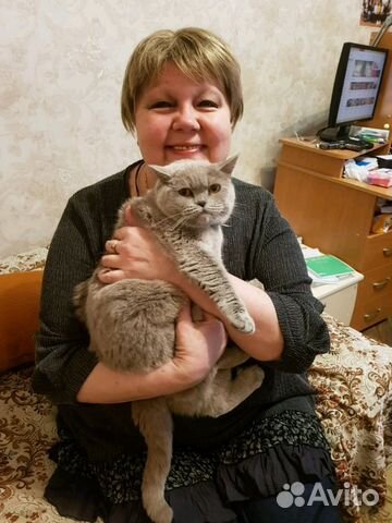 Кошка британская