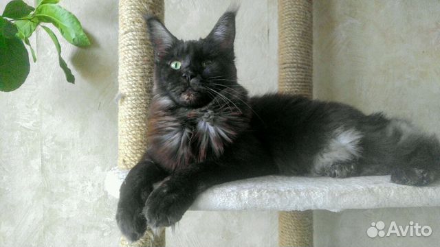 Вязка. Хотим кота