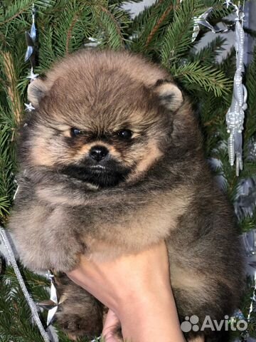 Померанский шпиц щенок