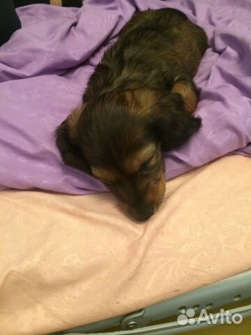 Щенки таксы