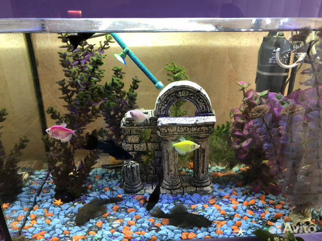 Аквариумные рыбки