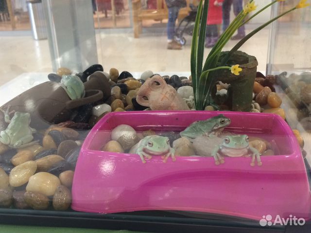 Квакши австралийская