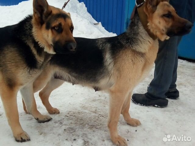 Сучка восточноевропейской овчарки