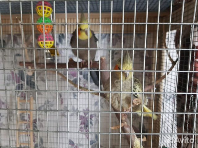 Продам пару корелл