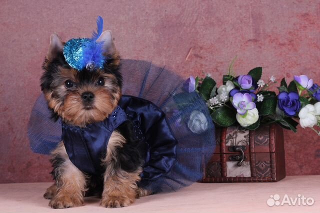 Йорка, курносая малышка Сэнди Свит Дрим