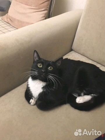 Кошки