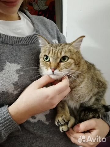 Отдам в хорошие руки бенгальского котенка