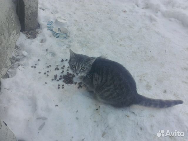 Милая кошечка ищет дом. К нашему подъезду прибилос