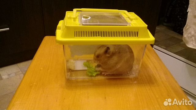 Сирийский хомяк