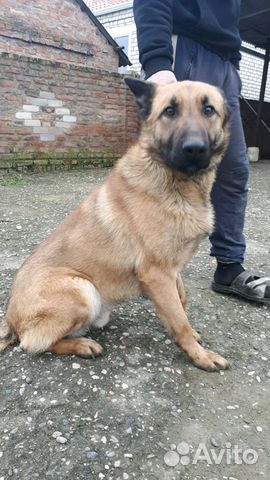 Немецкая овчарка