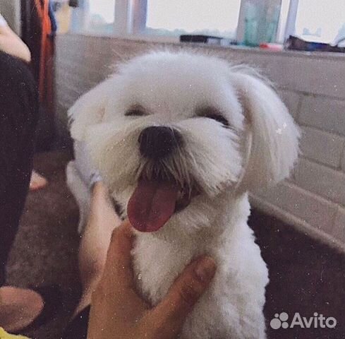 Вязка Мальтезе