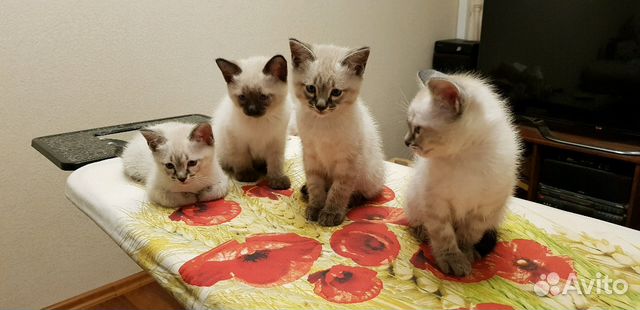 Котята тайские